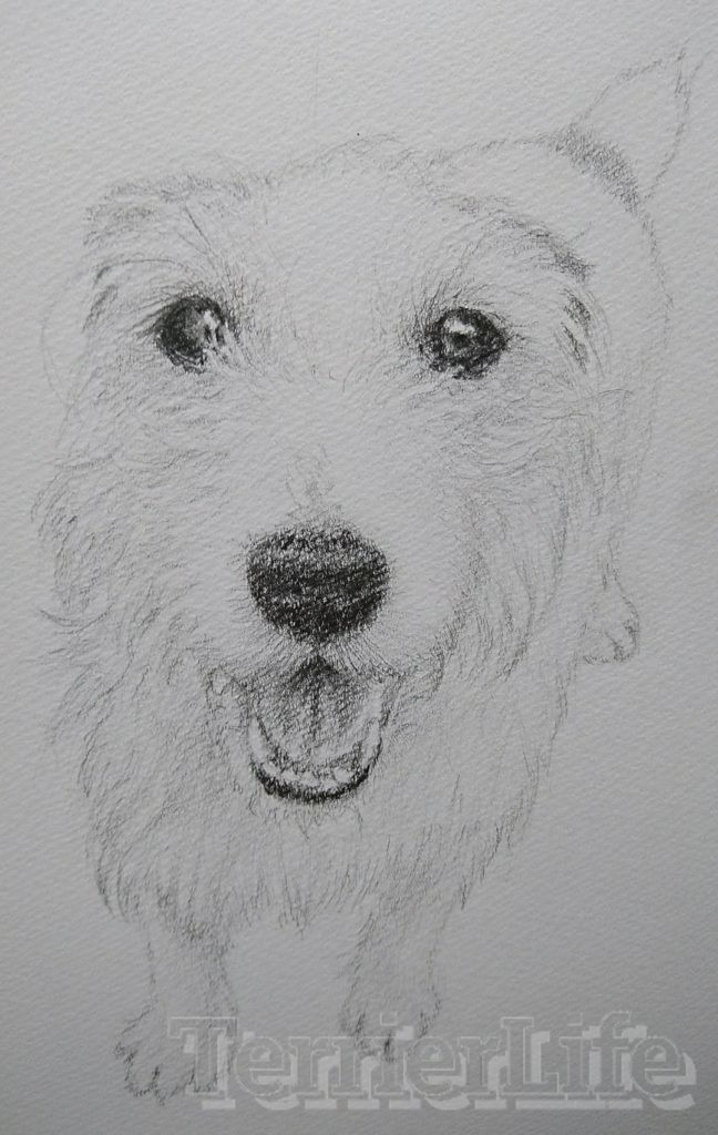 Drawing - Terrier-Life